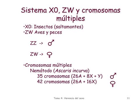 Ppt Tema 4 Herencia Del Sexo Powerpoint Presentation Free Download Id 5717122
