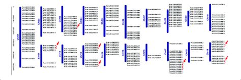 Chromosome Distribution And Tandem Duplication Events Of Poplar