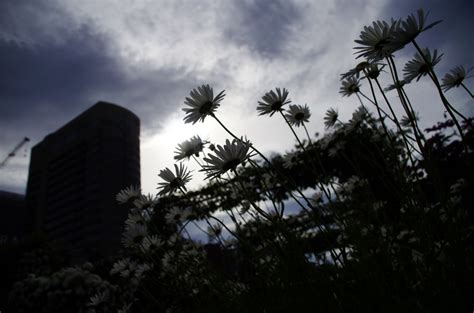 花の在る景色 GANREF