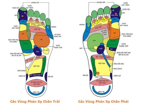 Sơ Đồ Huyệt Đạo Bàn Chân Tìm Hiểu Về Các Huyệt Ở Bàn Chân Website WP