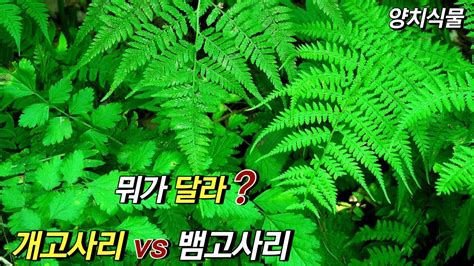 퍼니의 양치식물 뭐가 달라 개고사리 vs 뱀고사리 YouTube