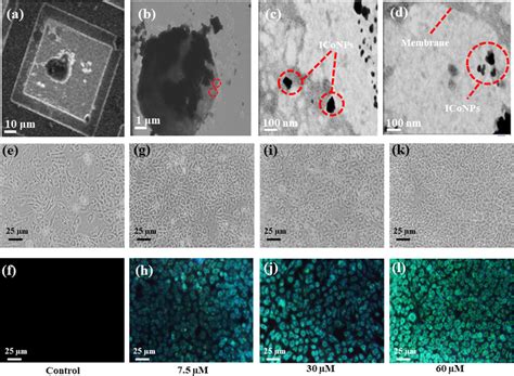 In Vitro Studies Indicate Nanoparticles Internalization Into The Cells