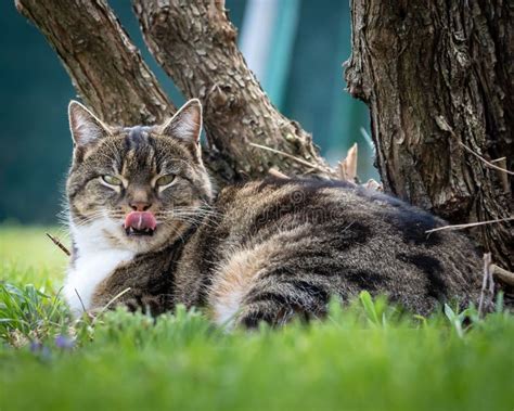 Closeup Shot Of A Tabby Cat Lying On The Grass With His Tongue Out