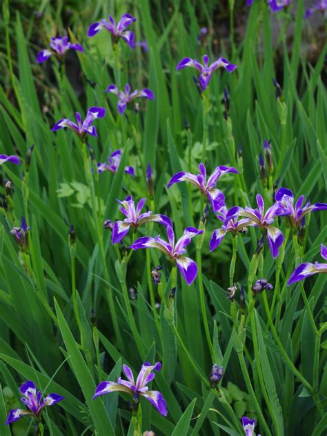 Damp Areas Iris Versicolor The Beth Chatto Gardens