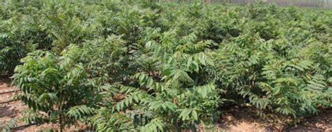 香椿树的种植方法 运富春