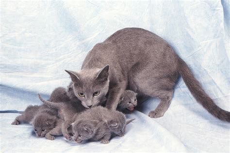 Toxocara In Cats Symptoms Diagnosis Treatment And Prevention