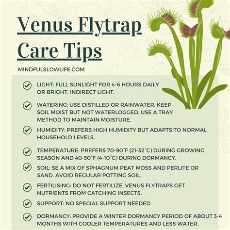 How To Care For A Venus Fly Trap Artofit