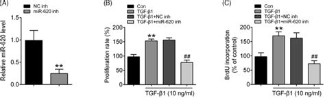Effect Of Mir‐620 Knockdown On Tgf‐β1‐induced Proliferation In Asmcs