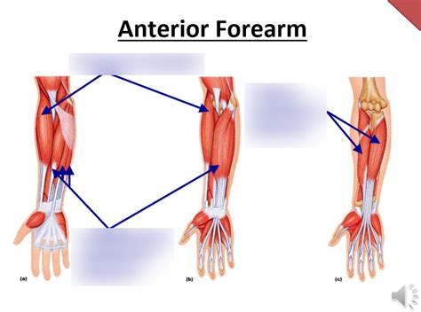 Anterior Forearm Diagram Quizlet