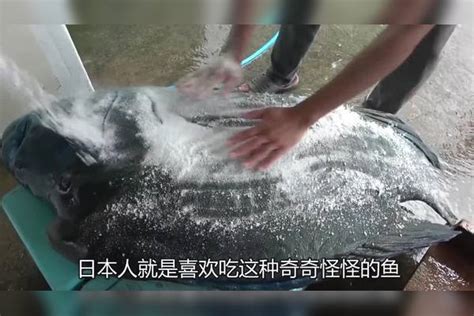小伙花10万买条怪鱼一刀切开愣住了鱼肉是蓝色的这还能吃吗 怪鱼 鱼肉 蓝色