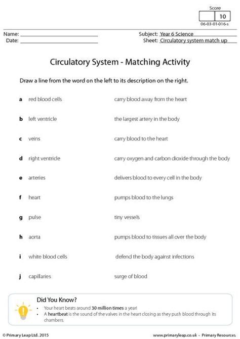 Science Circulatory System Match Up Worksheet Artofit