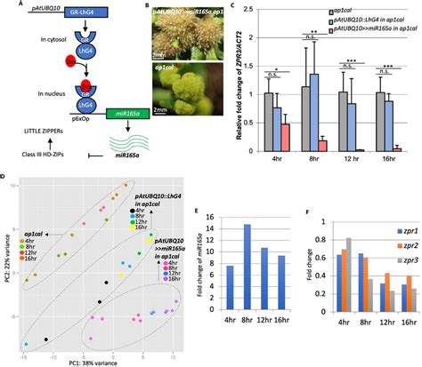 Gr Lhg4 Based Rna Seq Experiments Successfully Capture The Global Gene