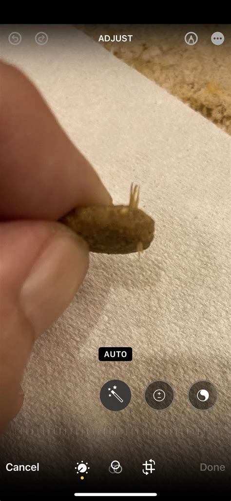 Sharp Object In Kibble Wood Splinter R Costco