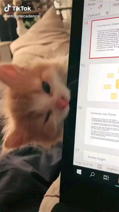 Gatitos En Tu Vida 🐱 En Instagram