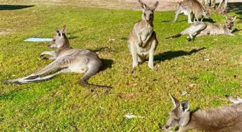 Kebun Binatang Kangguru Mannanesia