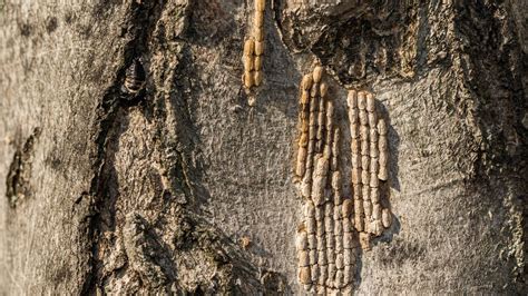 7 Ways To Get Rid Of Spotted Lanternflies Toms Guide