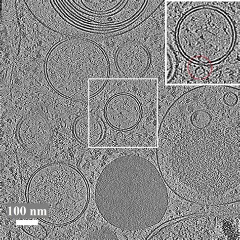 Yifan Cheng Associate Professor Phd University Of California San Francisco Ca Ucsf