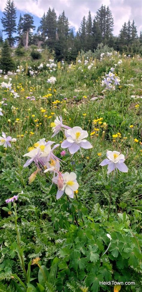 The Snowy Range In Living Color Wildflowers In Wyoming