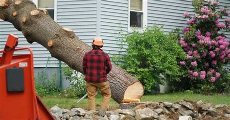 How To Negotiate Tree Removal Get The Best Price