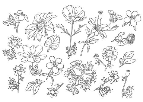 Single Flower Outline Template Best Flower Site