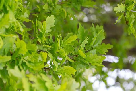 How Fast Does An Oak Tree Grow Surprising Truths