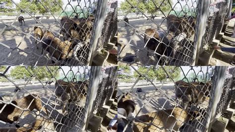 秋季秦岭野生动物园动物园游玩西安旅游视频素材下载