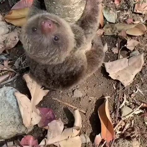 So Small And Fuzzy Artofit