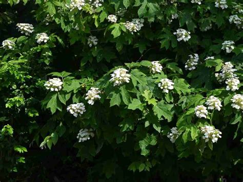 The Best Heat Tolerant Hydrangea Varieties Hydrangea Love