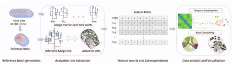 Figure 3 From Subject Specific Brain Activity Analysis In Fmri Data Using Merge Trees Semantic