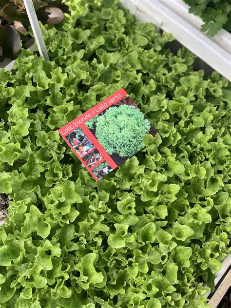 Krulsla Groen En Rood Dorleyplants Be