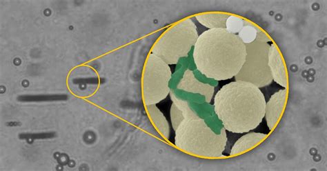 Swarming Microrobots A Breakthrough In Water Purification