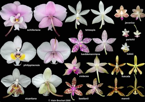Картинки по запросу Phalaenopsis Orchid Flower Orchid Varieties