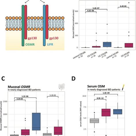 Mucosal Osm And Osmr Levels And Serum Osm In Newly Diagnosed Patients Download Scientific
