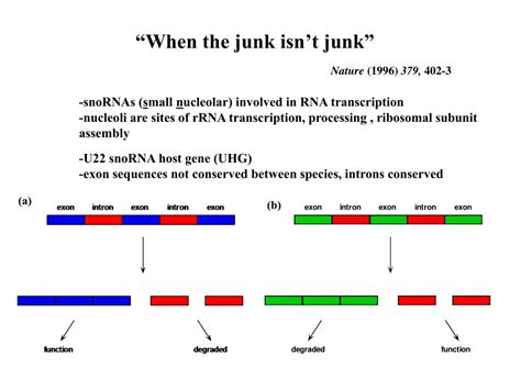 Ppt Group Ii Self Splicing Introns Powerpoint Presentation Free Download Id 3387240