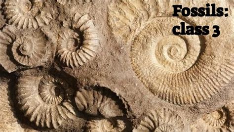 Fossils Class 3