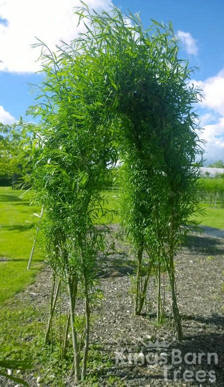 Books On Tree Shaping R Gardening