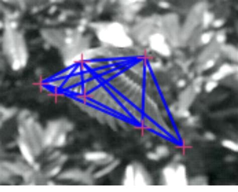 Evaluation Problems With Cropped Trainingset When Individual Is Empty Issue