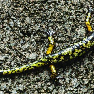 Typical Green Salamander Aneides Aeneus Habitat In The Cumberland