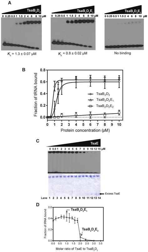 Binding Of Trna Thr By The Tsab Homodimer Tsad Homodimer Tsae And Download Scientific Diagram