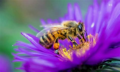 Bees Can Remember Human Faces And Other Surprising Facts About These Important Insects