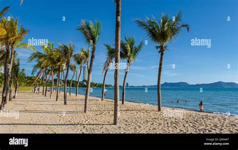 Ban Amphur Beach Pattaya Thailand A Beach With Beautiful Palm Trees