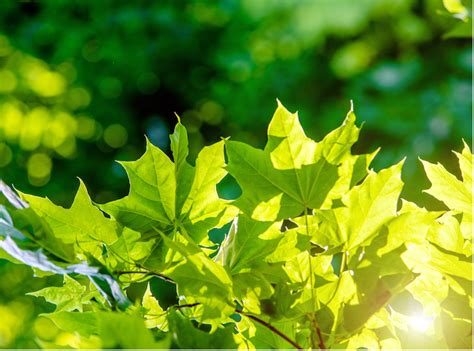 Github Anjalinaik07image Processing Lab