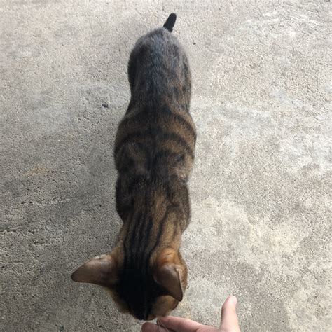 할머니 고양이 전 과 후 롤 리그 오브 레전드 에펨코리아