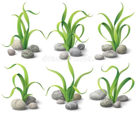 Growth Algae Stock Illustrations 817 Growth Algae Stock Illustrations