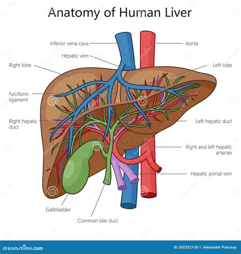Human Liver Anatomy Structure Diagram Science Vector Illustration 292252130