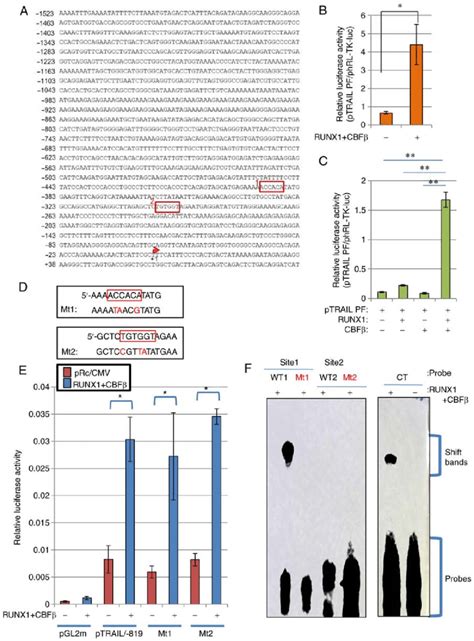 Runx1 Upregulates Trail Transcription Independent Of The Consensus