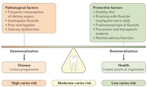 Dental Caries Flashcards Quizlet