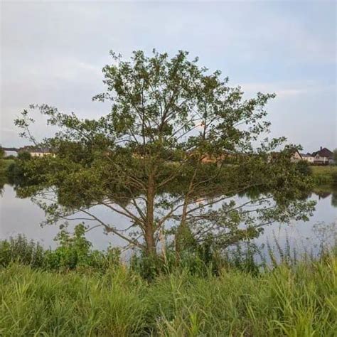 Water Loving Trees Trees That Soak Up Water Pond Informer