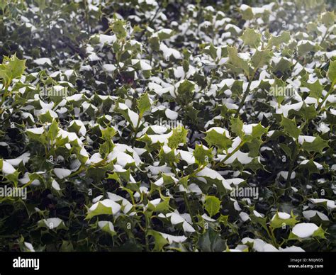 Holly Snow Hi Res Stock Photography And Images Alamy