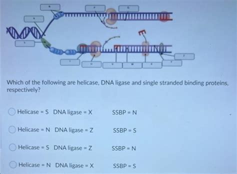 Solved Which Of The Following Are Helicase Dna Ligase And